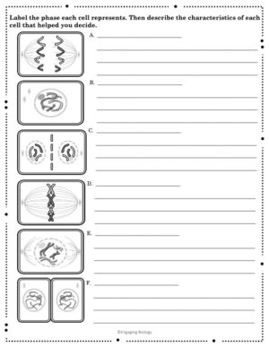 Virtual Mitosis Lab - Made By Teachers