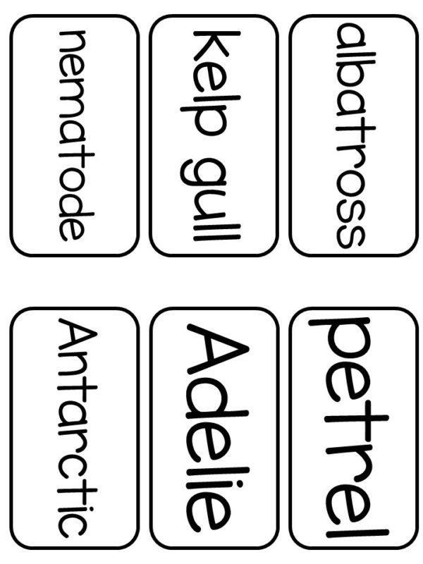 Second Grade Antarctic Animal Words Spelling Unit - Made By Teachers