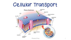Cell Transport Powerpoint and Student Notes - Made By Teachers
