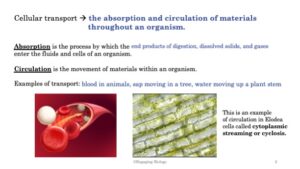 Cell Transport Powerpoint and Student Notes - Made By Teachers