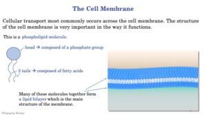 Cell Transport Powerpoint and Student Notes - Made By Teachers