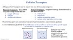Cell Transport Powerpoint and Student Notes - Made By Teachers