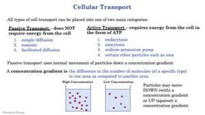 Cell Transport Powerpoint and Student Notes - Made By Teachers