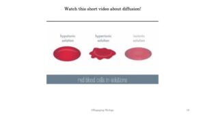 Cell Transport Powerpoint and Student Notes - Made By Teachers