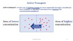 Cell Transport Powerpoint and Student Notes - Made By Teachers