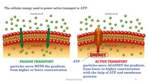 Cell Transport Powerpoint and Student Notes - Made By Teachers