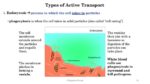 Cell Transport Powerpoint and Student Notes - Made By Teachers