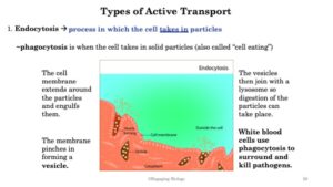 Cell Transport Powerpoint and Student Notes - Made By Teachers