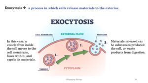 Cell Transport Powerpoint and Student Notes - Made By Teachers