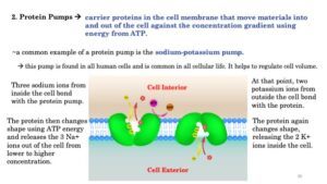 Cell Transport Powerpoint and Student Notes - Made By Teachers