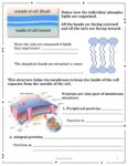Cell Transport Powerpoint and Student Notes - Made By Teachers