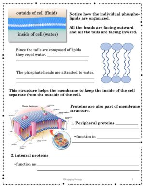 Cell Transport Powerpoint and Student Notes - Made By Teachers