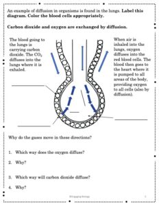 Cell Transport Powerpoint and Student Notes - Made By Teachers