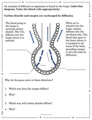 Cell Transport Powerpoint and Student Notes - Made By Teachers