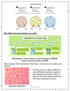 Cell Transport Powerpoint and Student Notes - Made By Teachers