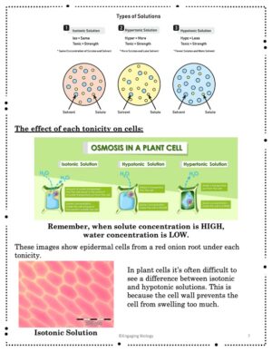 Cell Transport Powerpoint and Student Notes - Made By Teachers