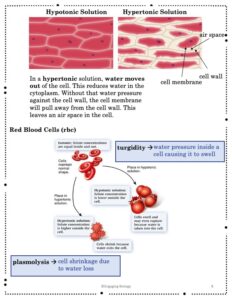Cell Transport Powerpoint and Student Notes - Made By Teachers