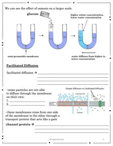 Cell Transport Powerpoint and Student Notes - Made By Teachers