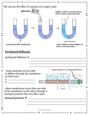 Cell Transport Powerpoint and Student Notes - Made By Teachers