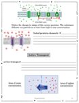 Cell Transport Powerpoint and Student Notes - Made By Teachers