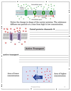 Cell Transport Powerpoint and Student Notes - Made By Teachers