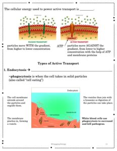 Cell Transport Powerpoint and Student Notes - Made By Teachers