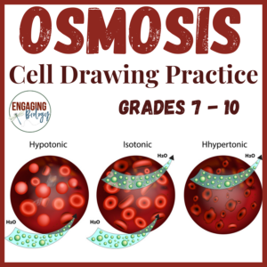 Osmosis Cell Transport Drawing Practice - Made By Teachers