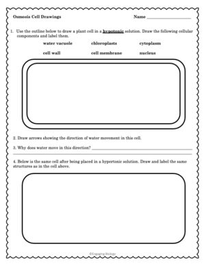Osmosis Cell Transport Drawing Practice - Made By Teachers