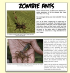 Zombie and Vampire Sub Plan Science Reading Bundle | Made By Teachers