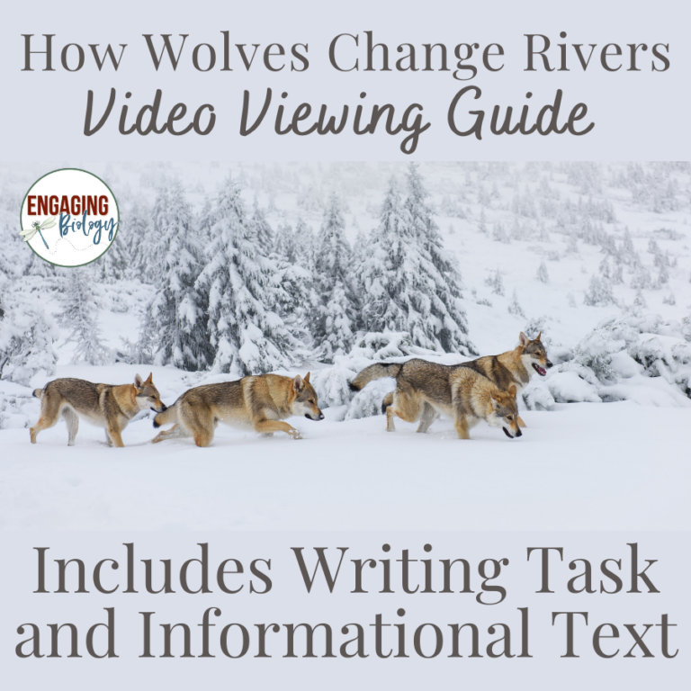 "How Wolves Change Rivers" Video Guide | Made By Teachers