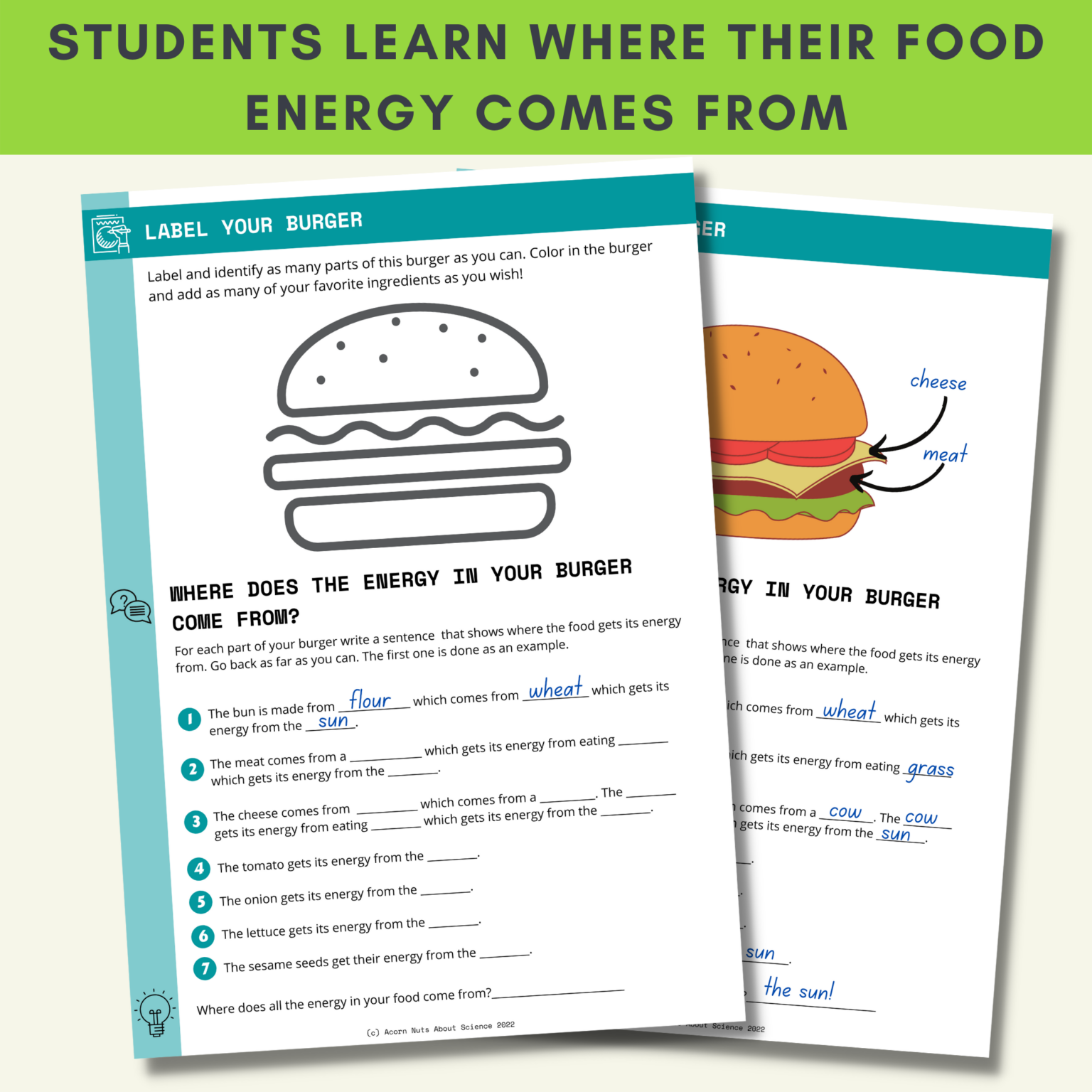 5th Grade Where Does My Food Energy Come From? NGSS | Made By Teachers