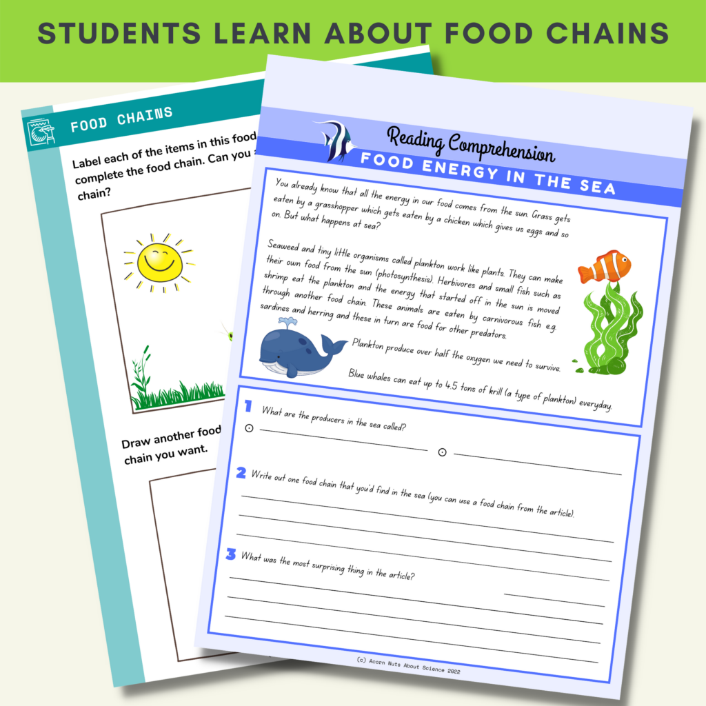 5th Grade Where Does My Food Energy Come From? NGSS | Made By Teachers