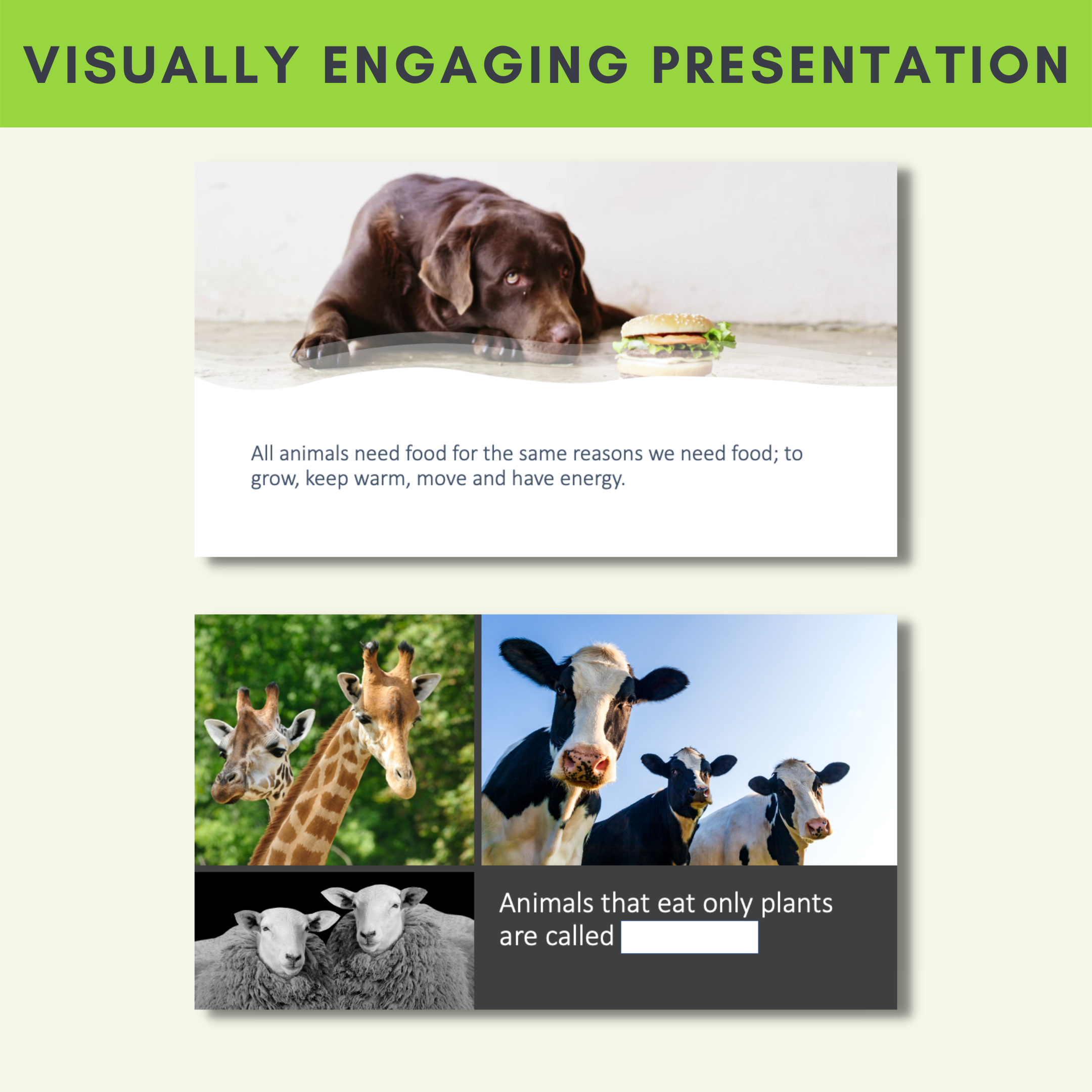 5th Grade Where Does My Food Energy Come From? NGSS | Made By Teachers