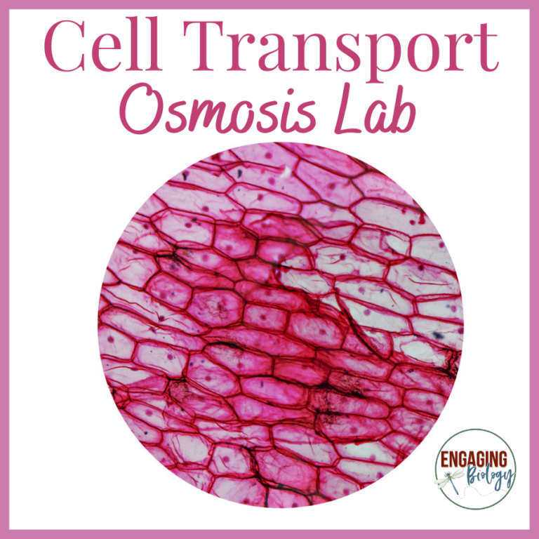 Cell Transport Graphic Organizers | Made By Teachers