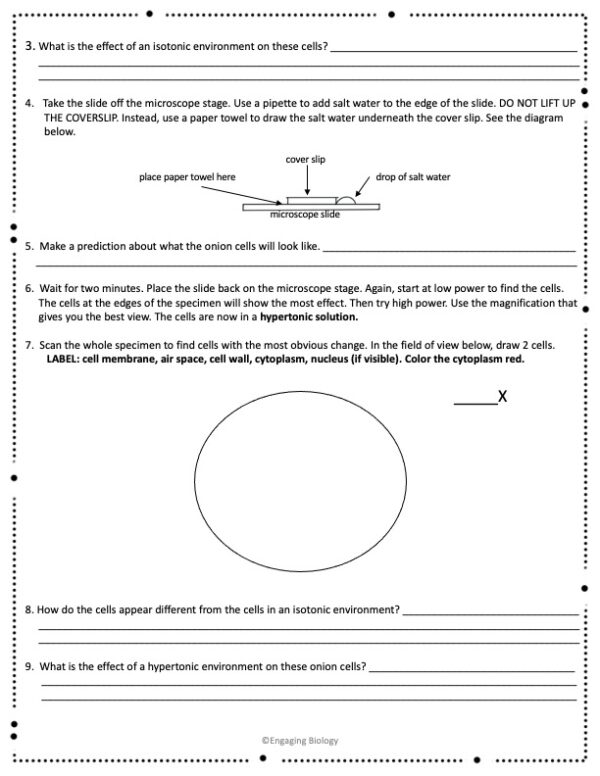 Cell Transport Osmosis Lab - Made By Teachers