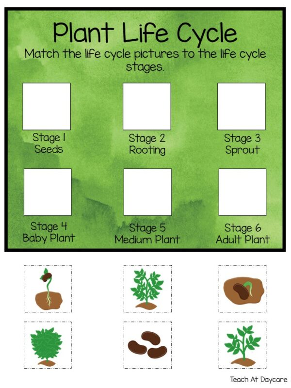 Life Cycle of a Plant Science Curriculum Unit. | Made By Teachers