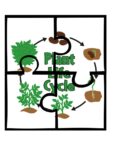 Life Cycle of a Plant Science Curriculum Unit. - Made By Teachers