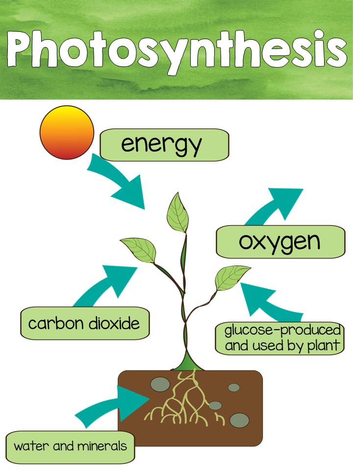 Life Cycle of a Plant Science Curriculum Unit. | Made By Teachers