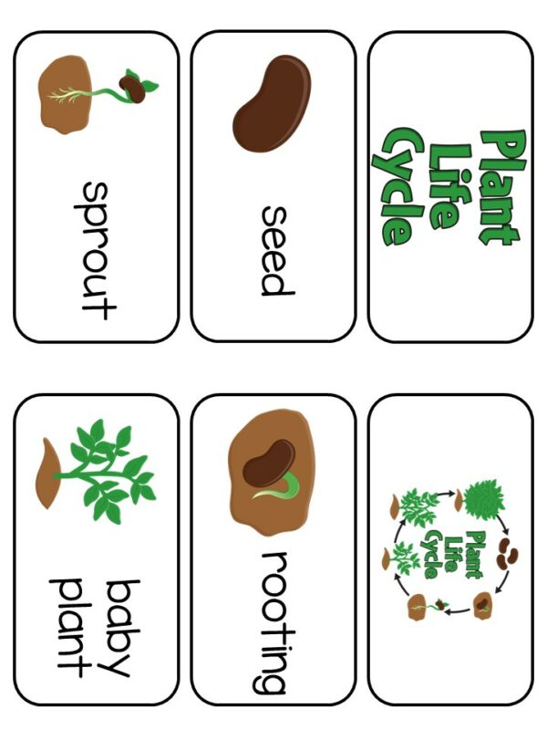 Life Cycle of a Plant Science Curriculum Unit. | Made By Teachers