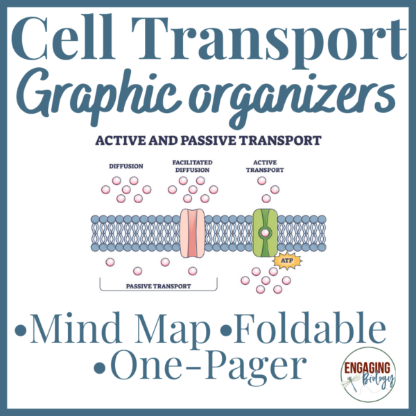 Cell Transport Graphic Organizers | Made By Teachers