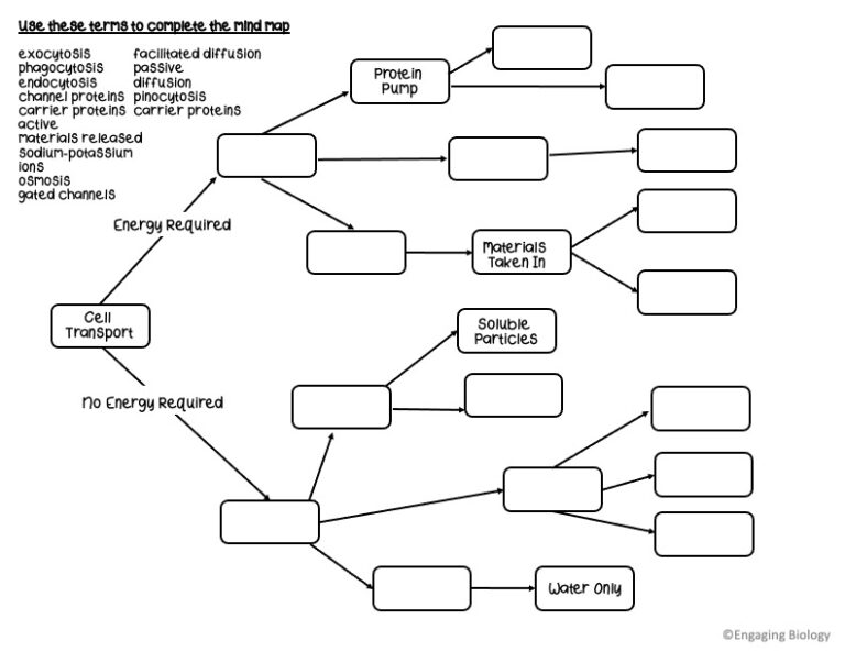 Cell Transport Graphic Organizers | Made By Teachers