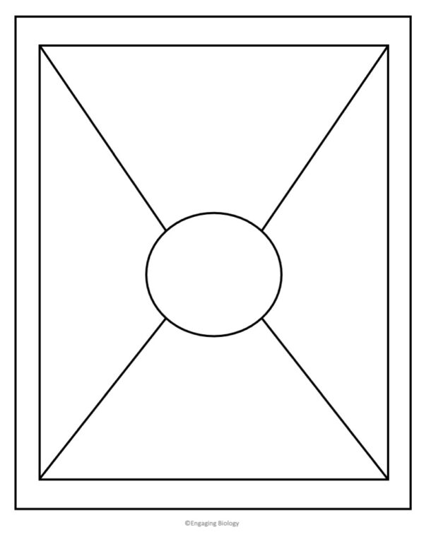 Cell Transport Graphic Organizers | Made By Teachers