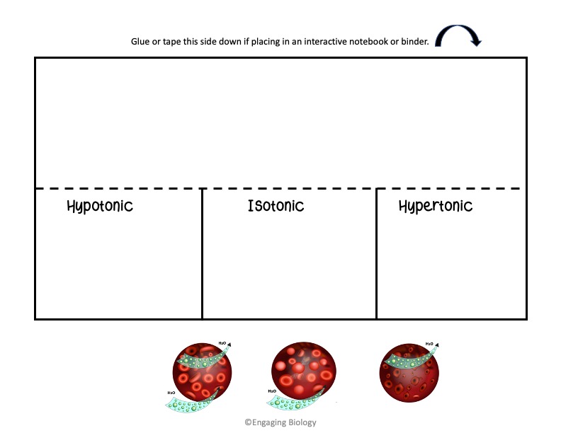 Cell Transport Graphic Organizers | Made By Teachers