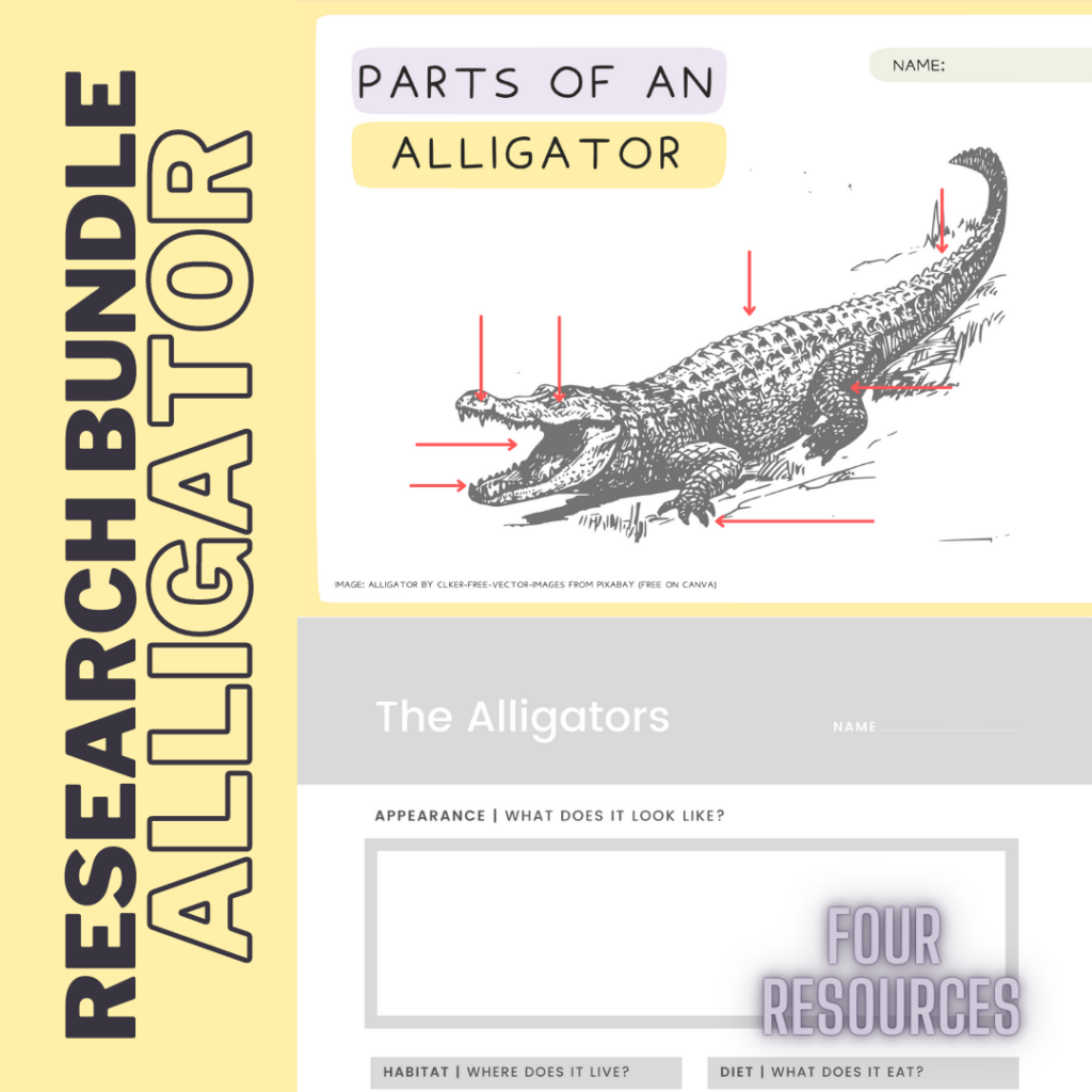 Animal Research Bundle - Alligator (4 Activities) - Made By Teachers