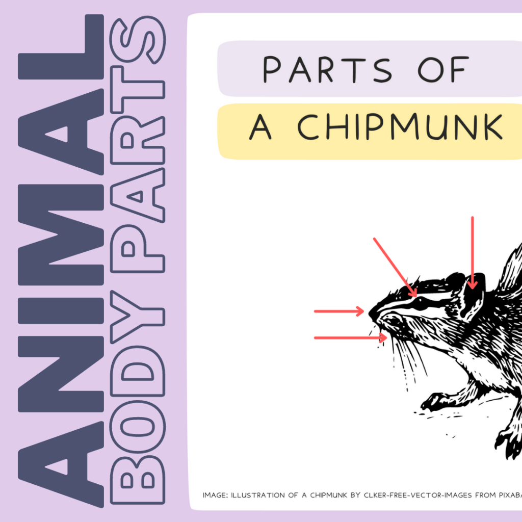 Animal Research Bundle - Chipmunk (Four Tasks) | Made By Teachers