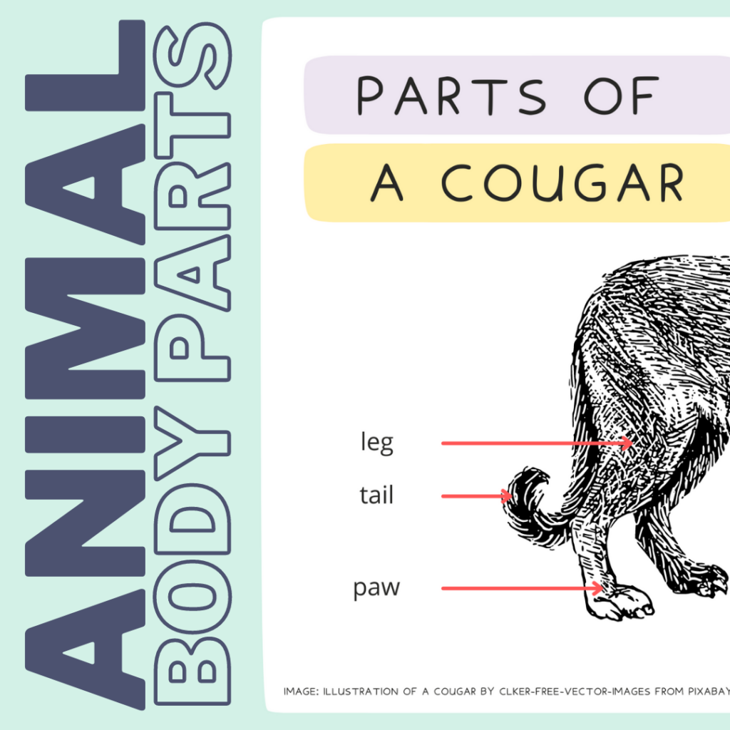 Animal Research Bundle Cougar Four Tasks Made By Teachers animal-research-bundle-cougar-four-tasks-made-by-teachers