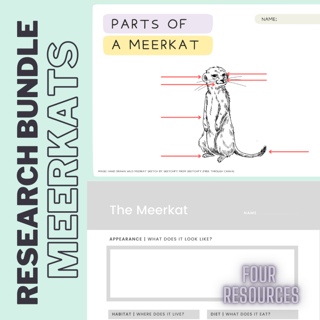 Animal Research Bundle - Meerkat (4 Activities) | Made By Teachers