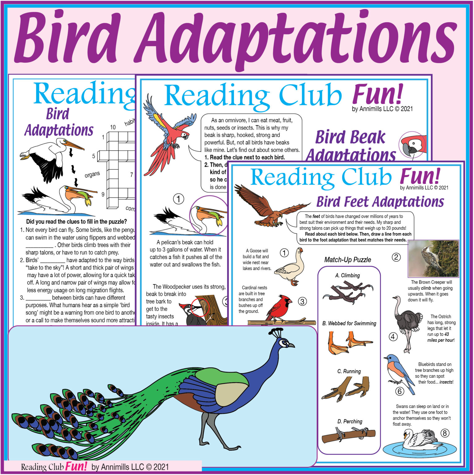 All About Birds – Printable Puzzle Bundle – Facts, Adaptations - Made ...