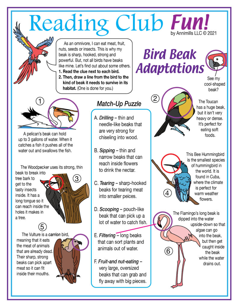 Bird Adaptations - Beaks, Feet, etc. Printable Puzzles - Made By Teachers