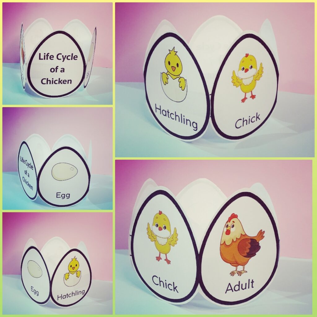 Chicken Life Cycle Craft | Life Cycle of a Chicken | Life Cycle of ...